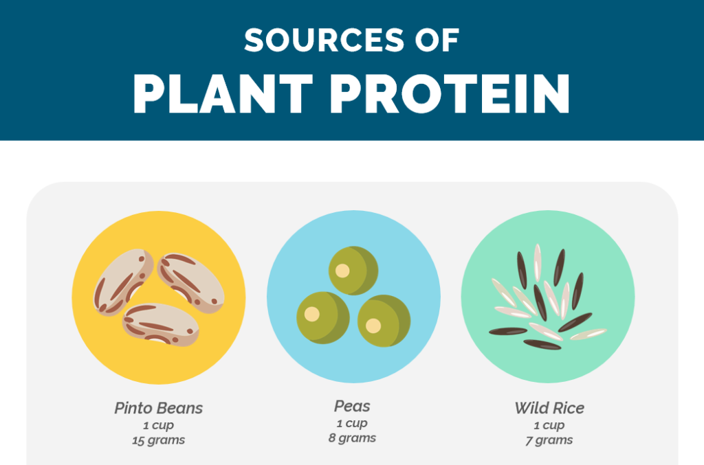 plant-protein-cover-FINAL - Catalyst Bars & Supplements