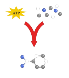Anabolism: The Building of Your Body - Catalyst Bars & Supplements